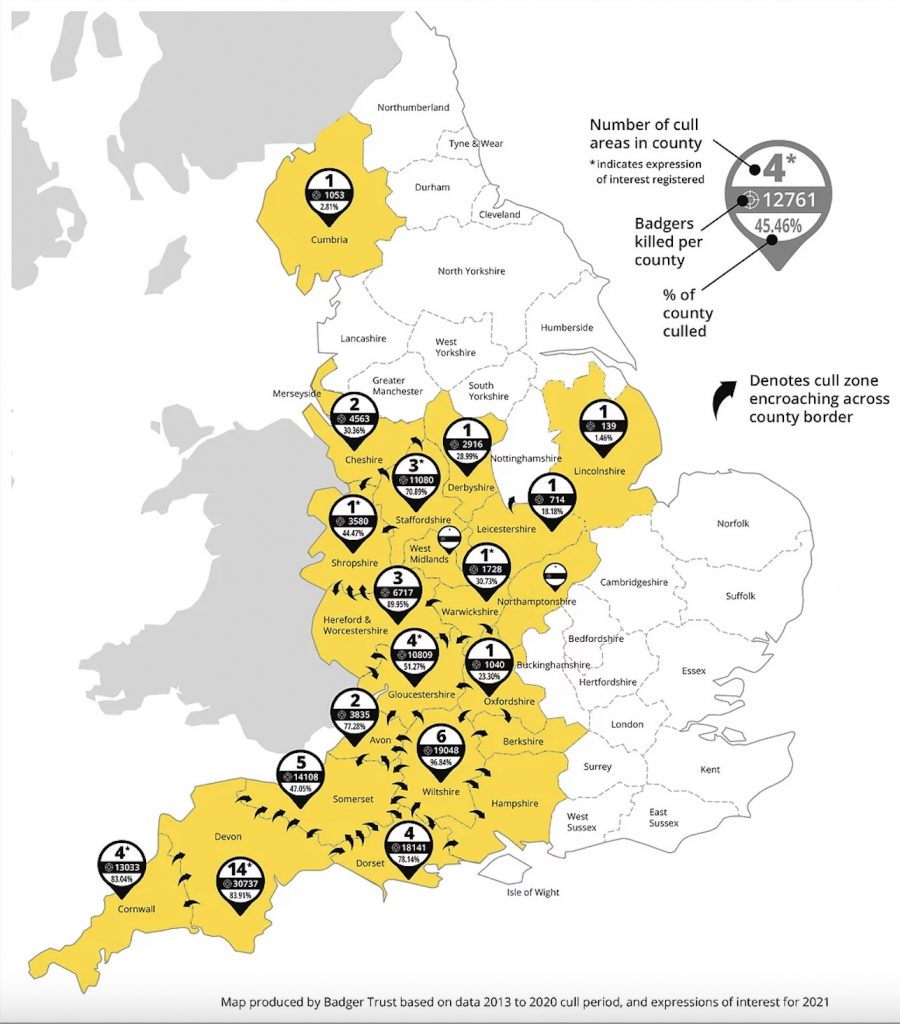 Why Badgers Have A Hard Time