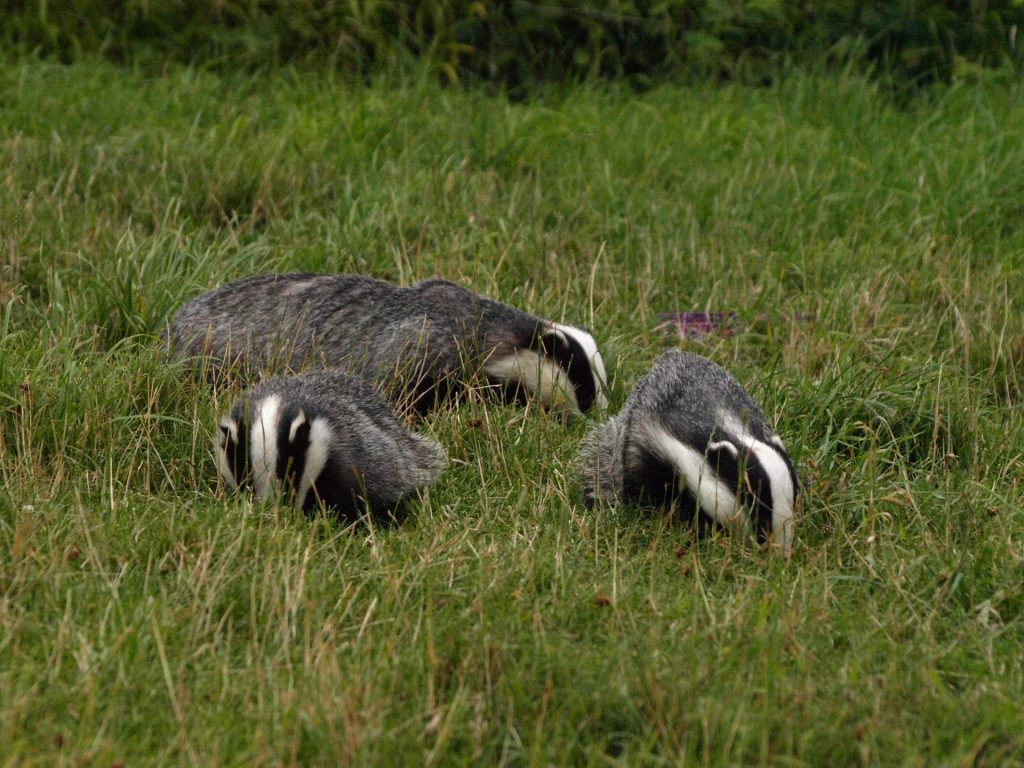 10 Amazing Facts About Badgers