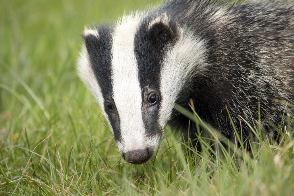 Why Badgers Have A Hard Time
