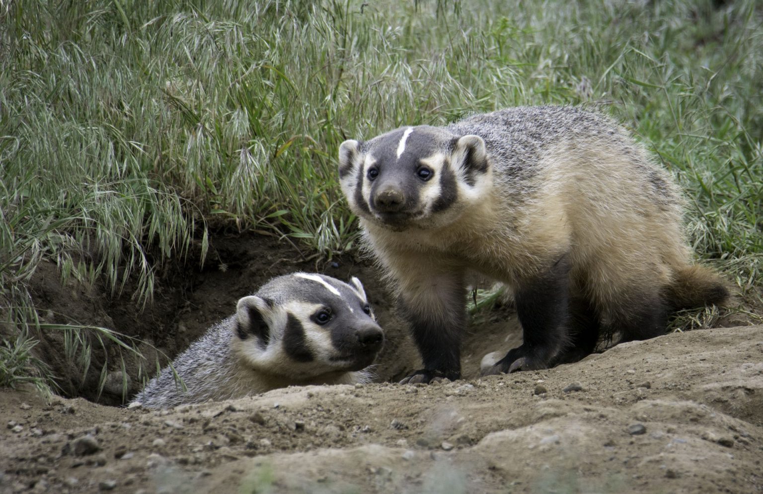 10 Amazing Facts About Badgers