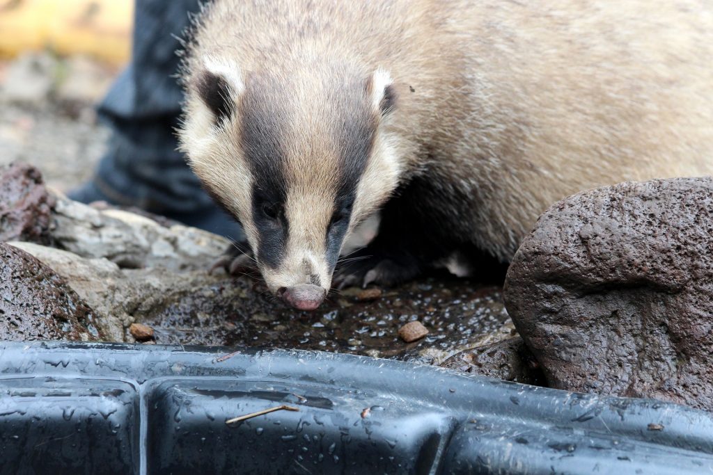 10 Amazing Facts About Badgers