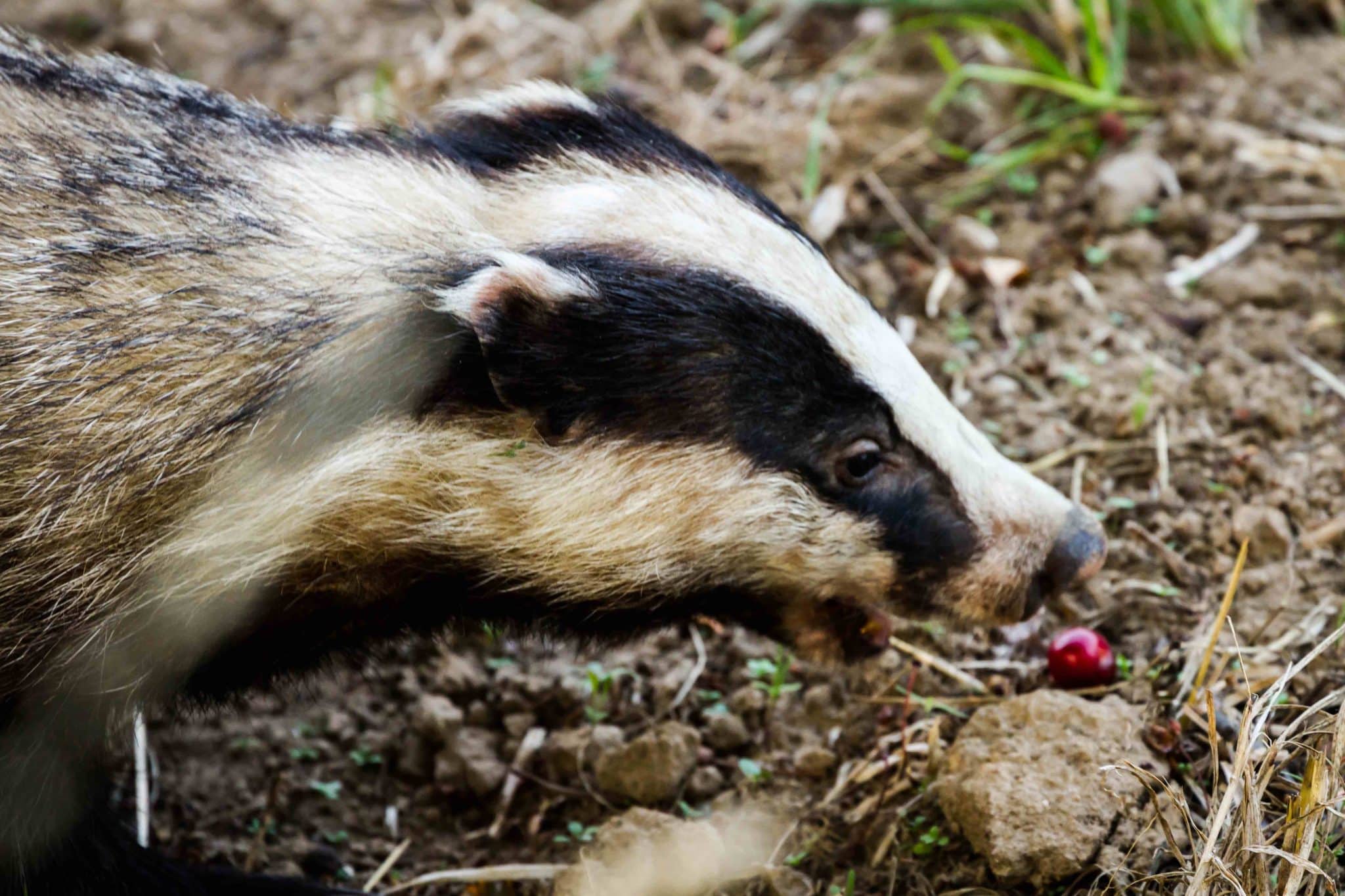 The Fascinating Life Of Badgers