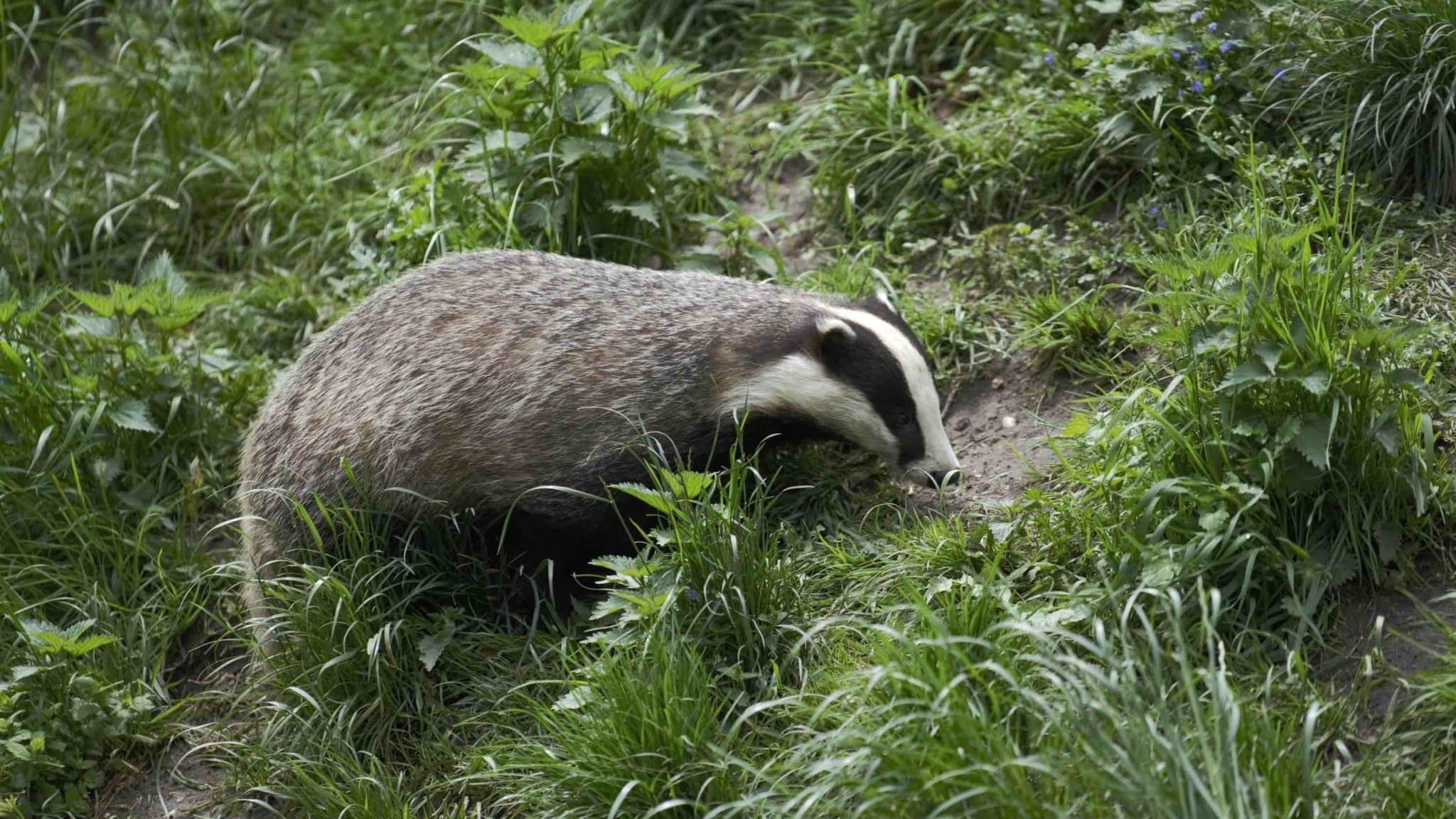 Protecting Badgers