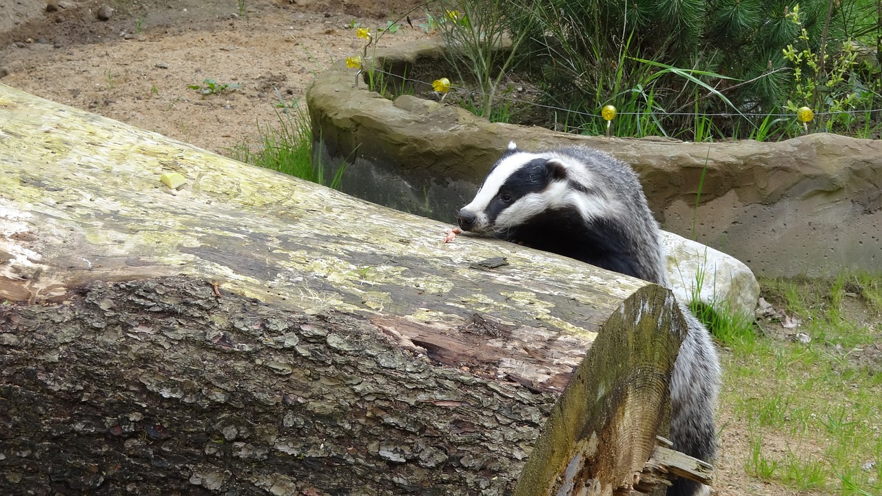 The Secret Lives of Badgers: What Do Badgers Actually Do?